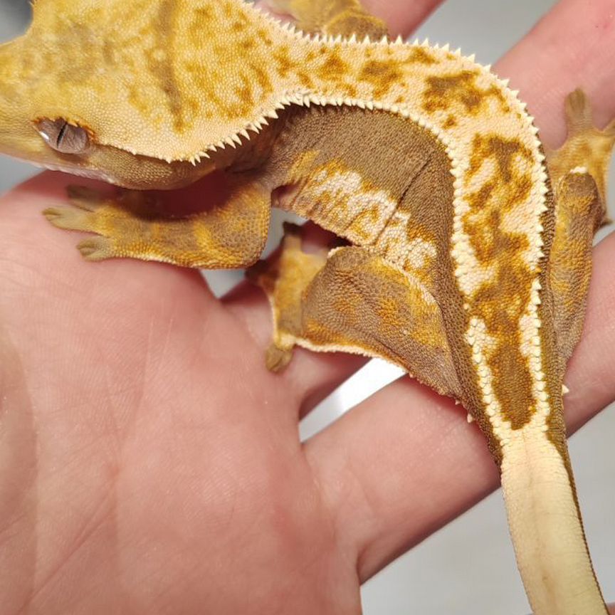 Реснитчатый бананоед