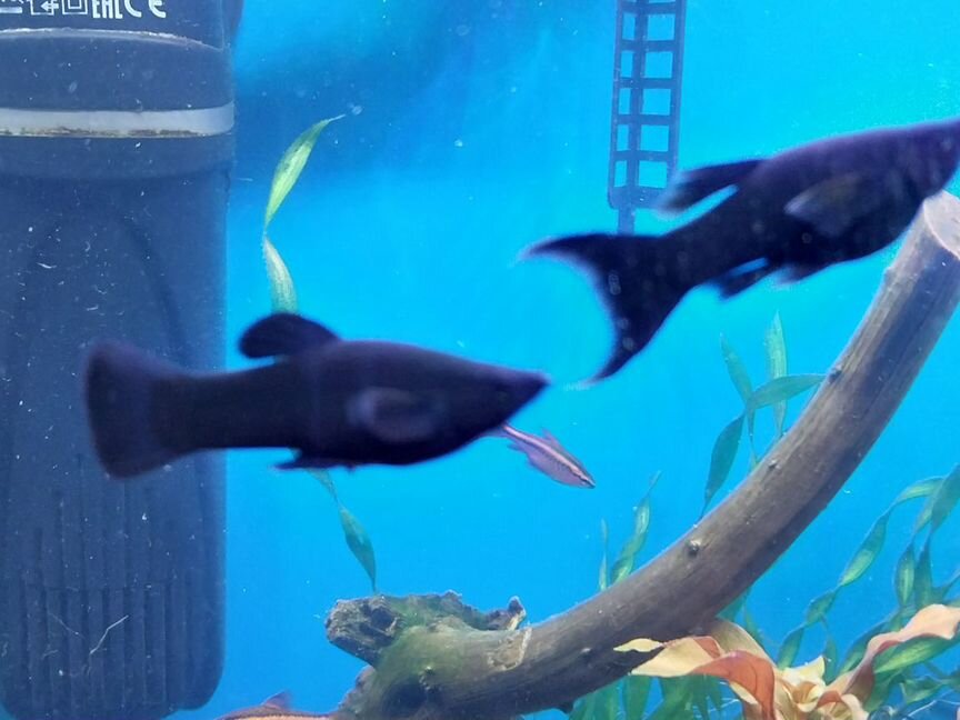 Продаю две черные Моллинезии и курочка