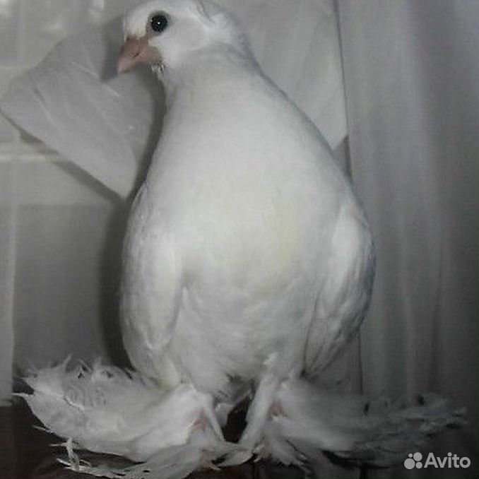 Голубь белый, потеряшка