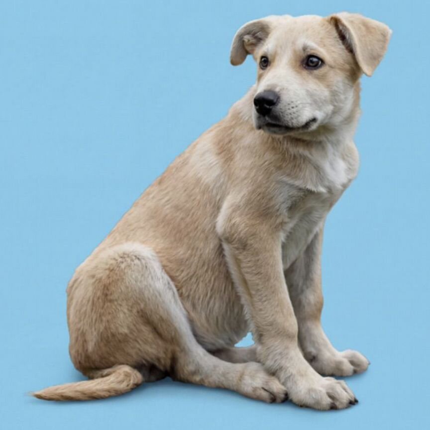 Щенок в добрые руки