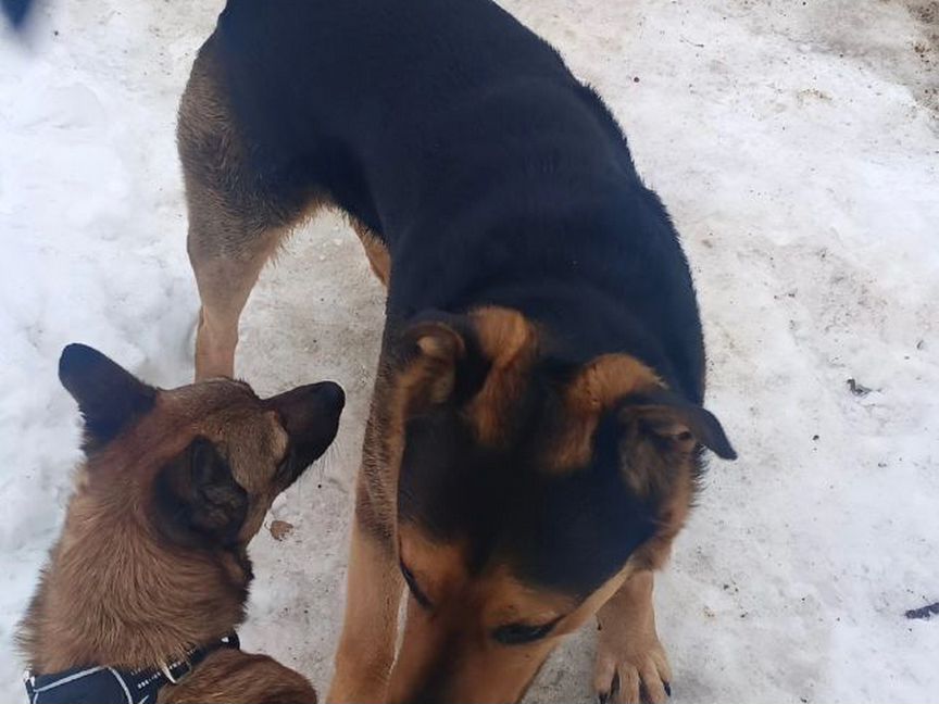 Собака потеряшка