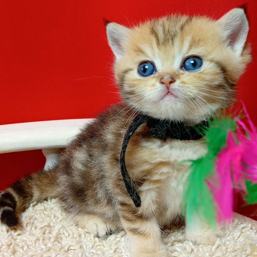 Шотландский прямоухий короткошёрстный котёнок
