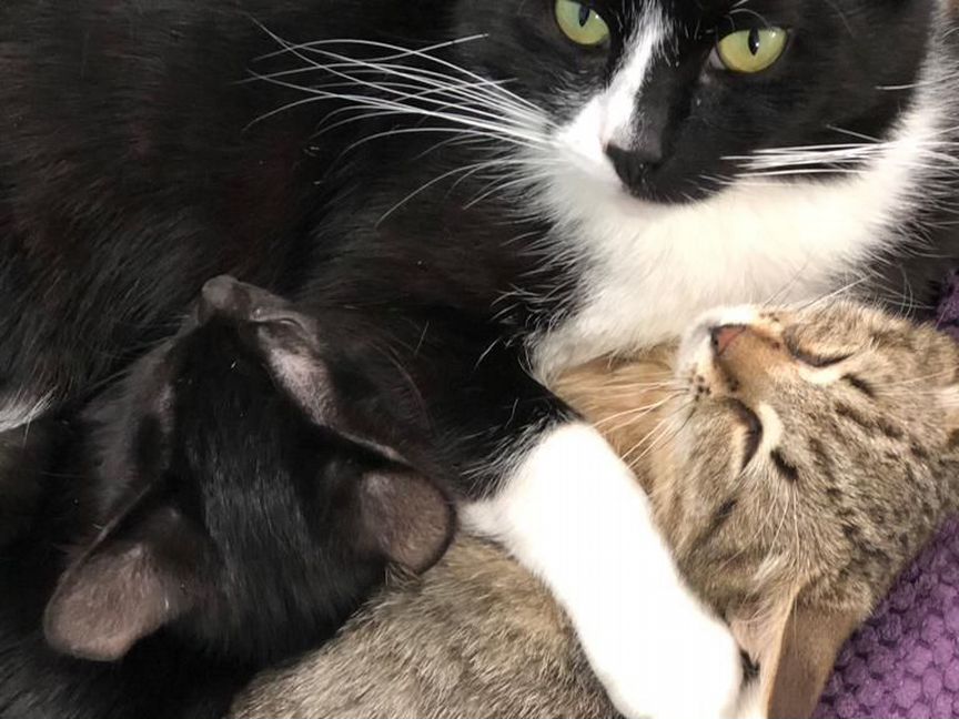 Кот в добрые руки