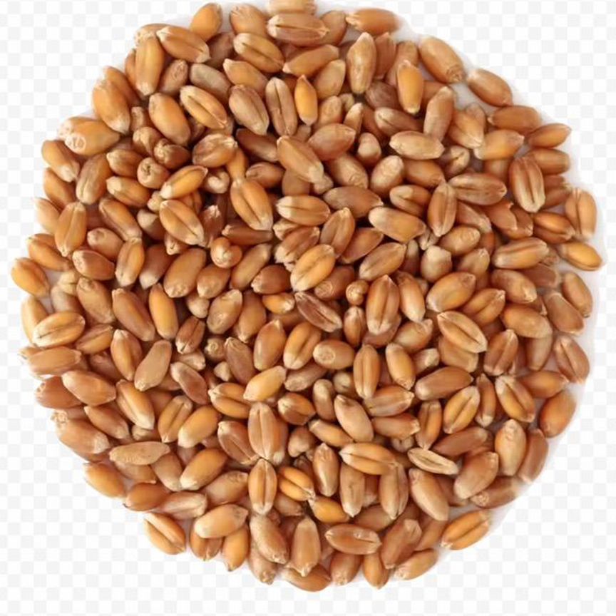 Зерно пшеница
