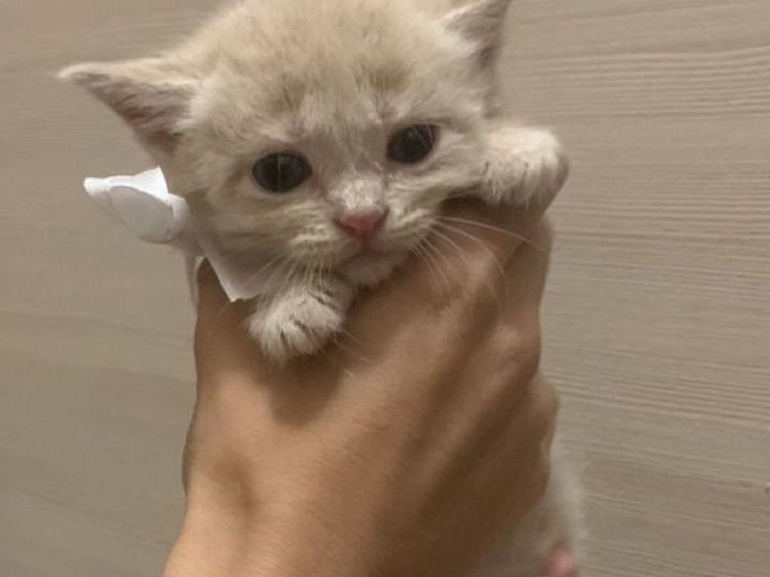 Котенок