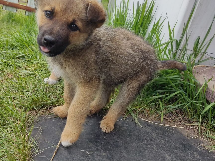 Собака и щенки в добрые руки