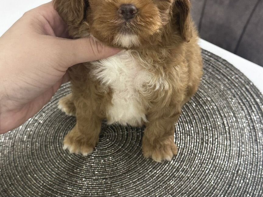 Ред-браун мальчик мальтипу