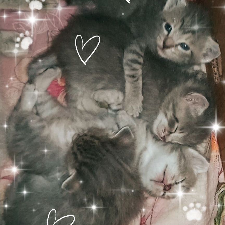 Котята в добрые руки 1 месяц