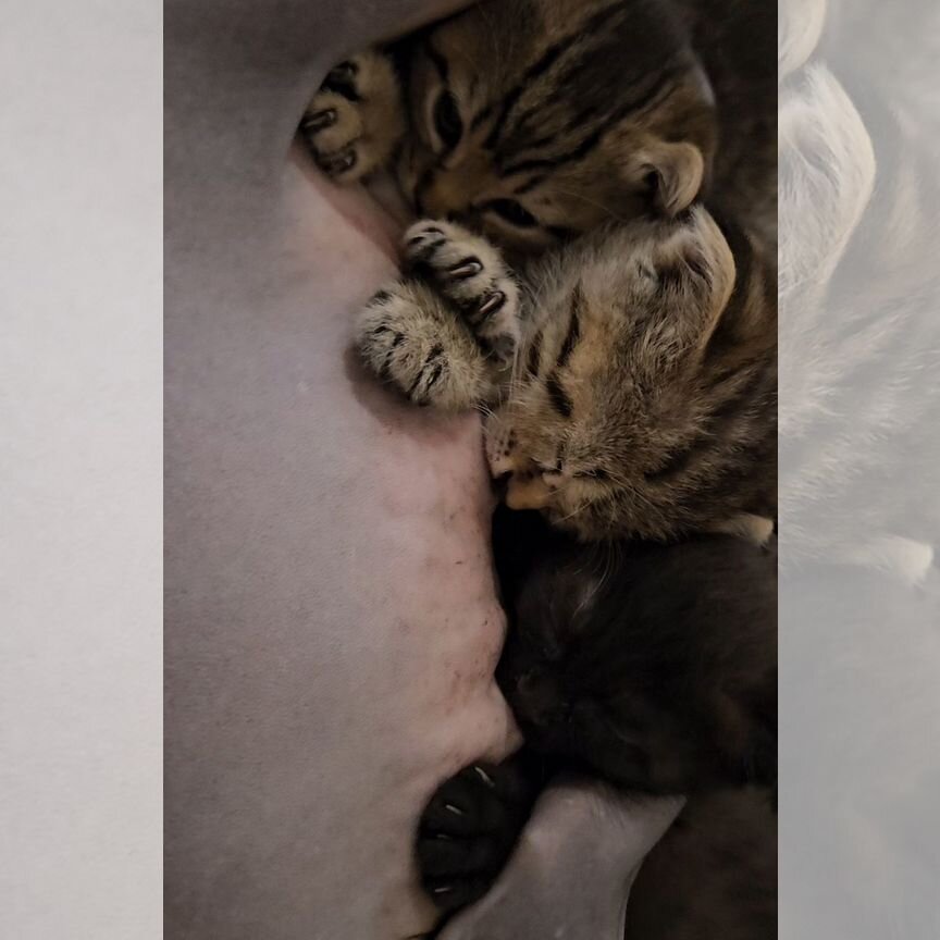 Шотландские котята