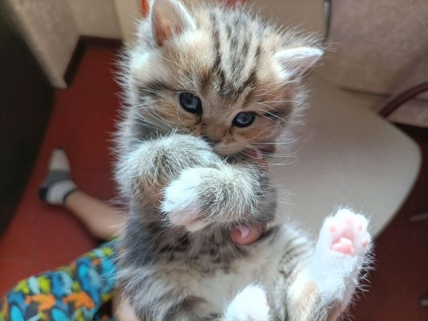 Шотландские плюшевые малыши