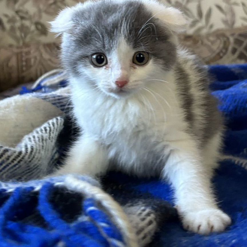 Шотландский вислоухий короткошёрстный котёнок