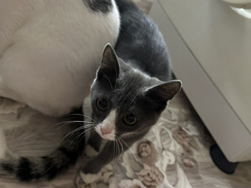 Котенок