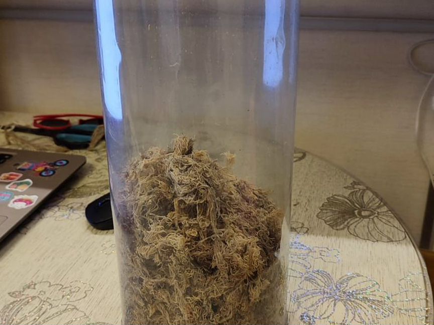 Бабочкарий