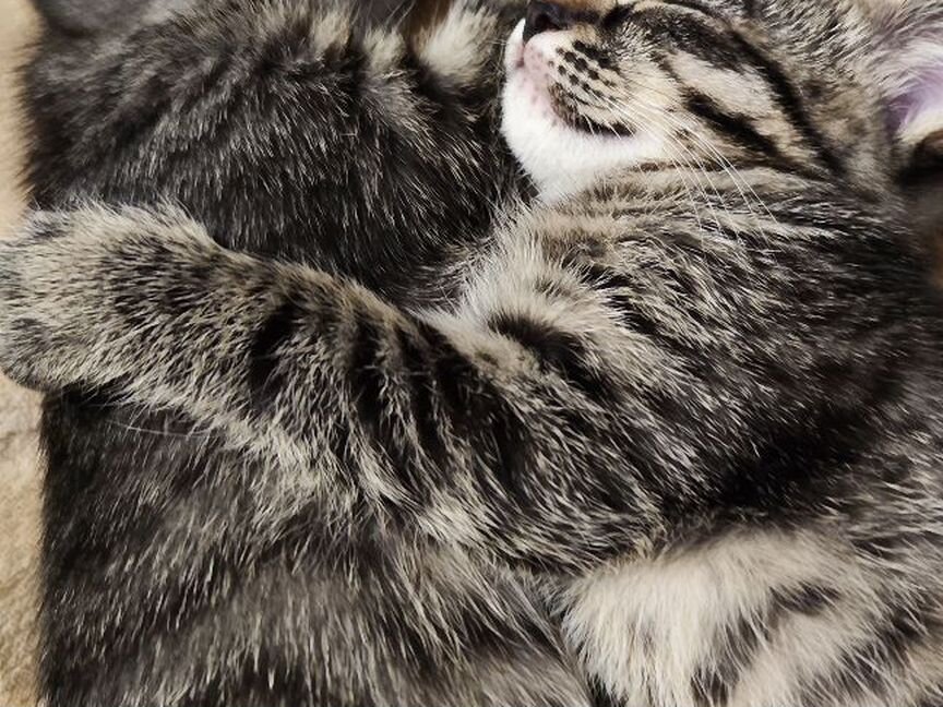 Котята в добрые руки приучены к лотку