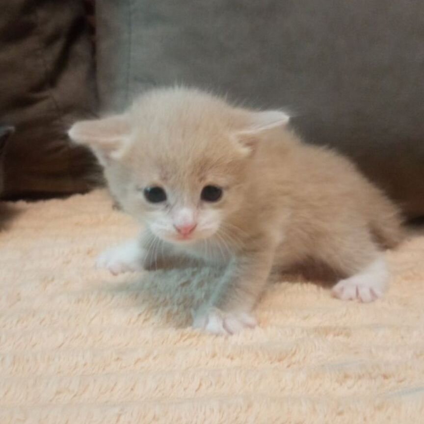 Котята