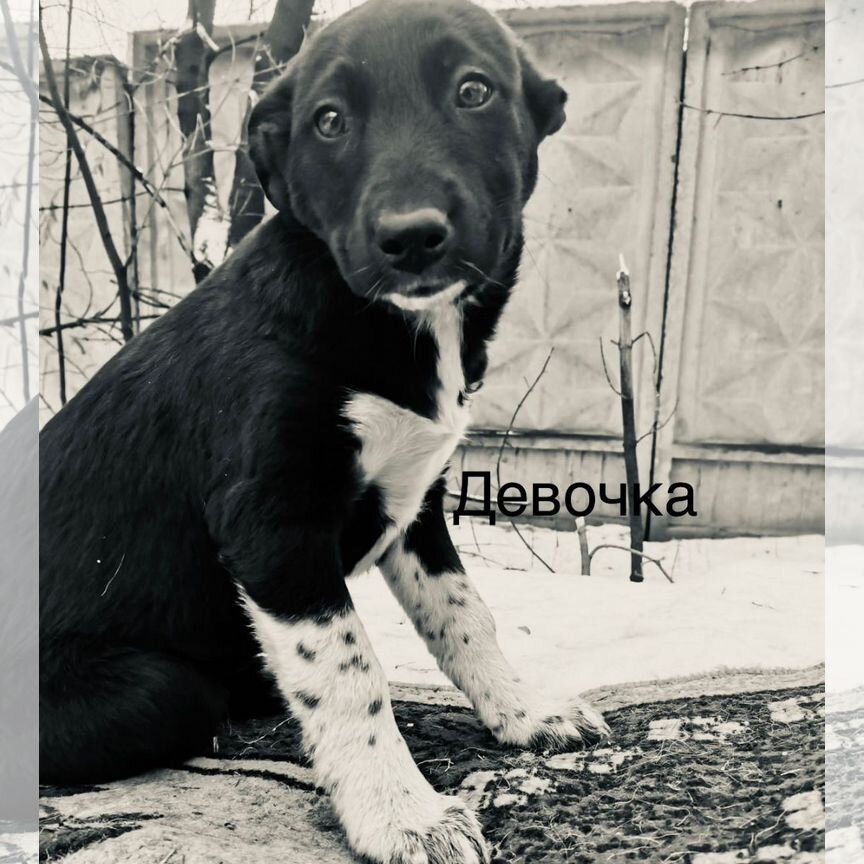 Щенок в добрые руки