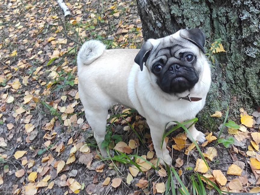 Домашние животные собаки щенки