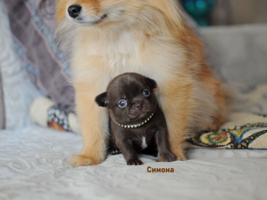 Шоколадные чихуахуа