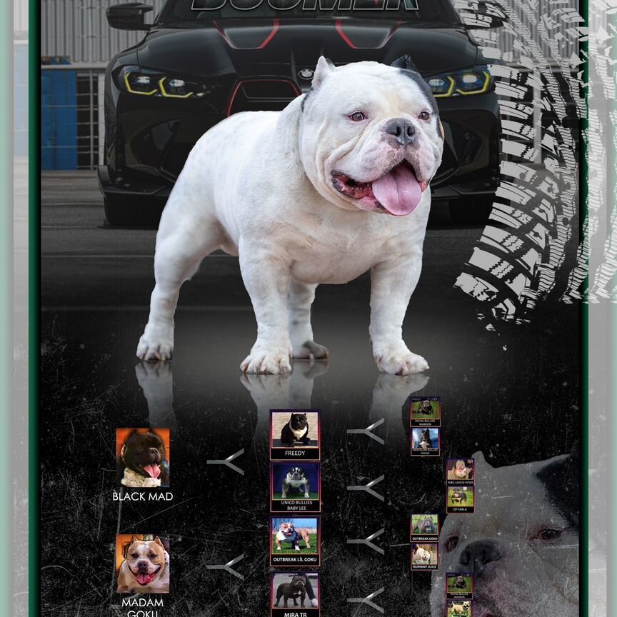 Американский булли, вязка