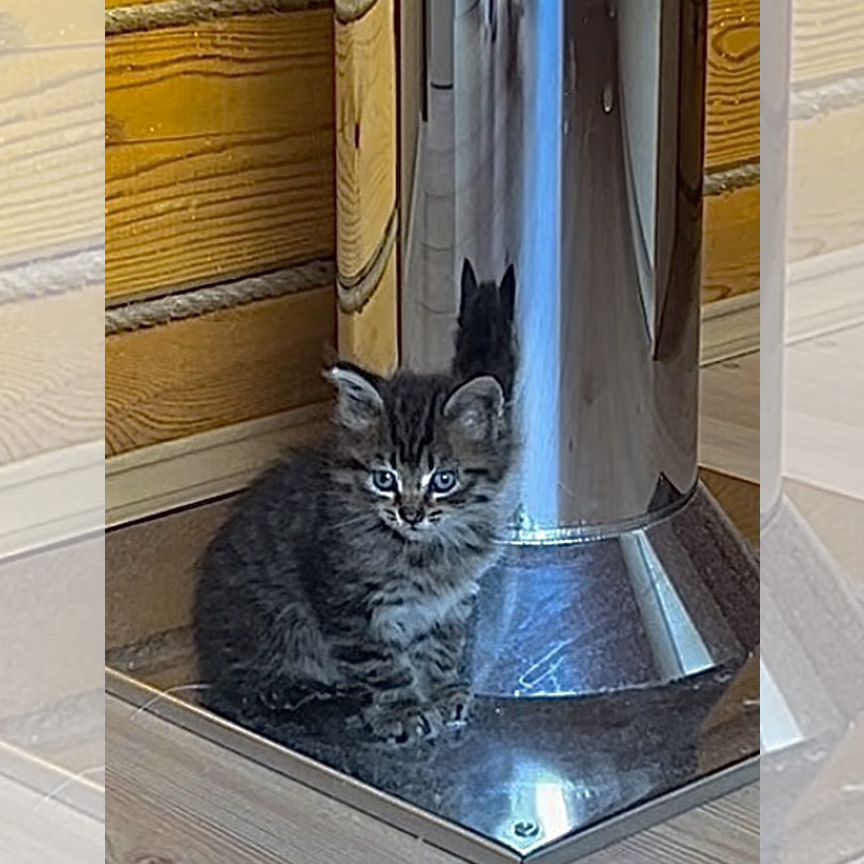 Котёнок
