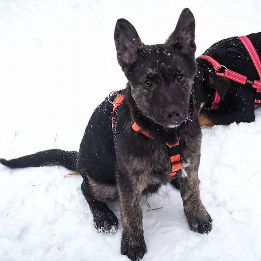 Щенок в добрые руки