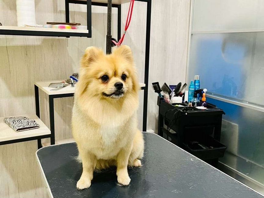 Вязка немецкий шпиц