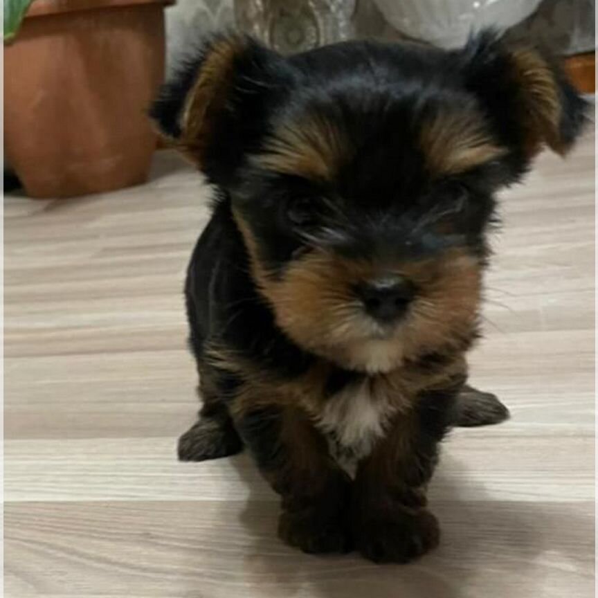 Йоркширский терьер, щенок