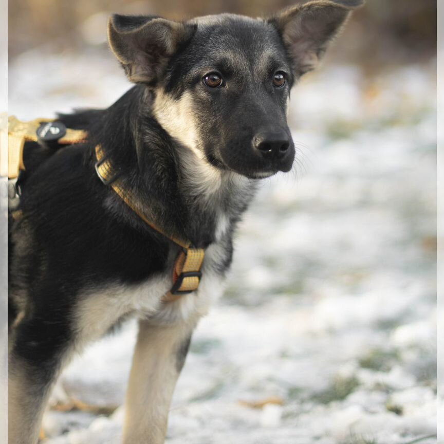 Щенок в добрые руки