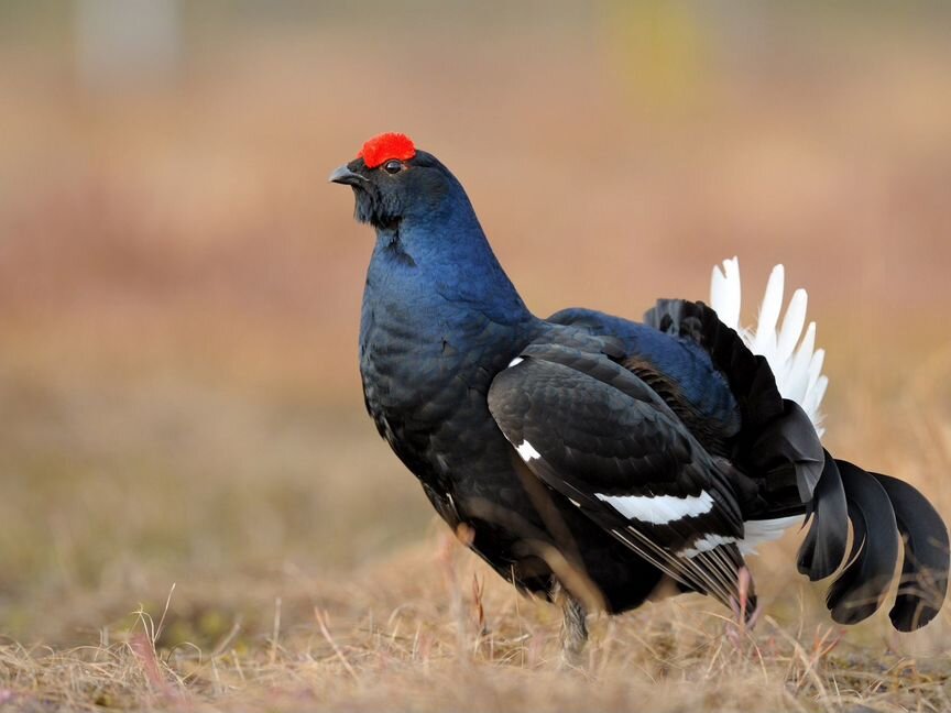 Продаю тушку тетерева замороженную