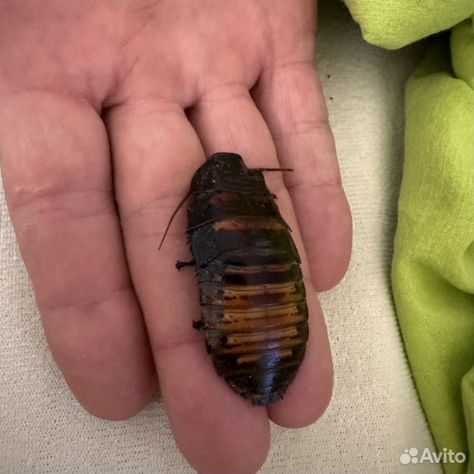 Мадагаскарские тараканы