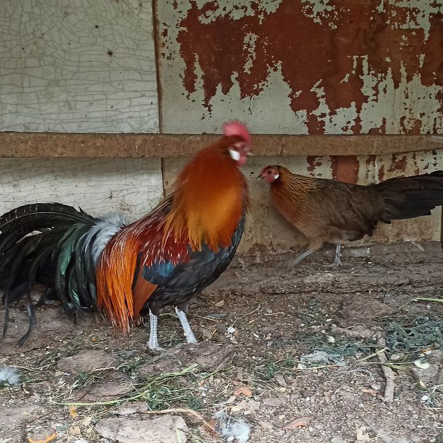 Петух и курочка огненных фениксов