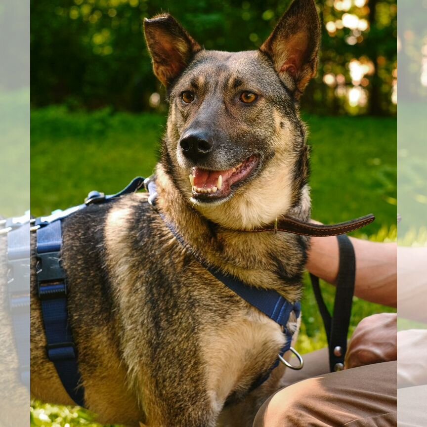 Взрослая собака в добрые руки