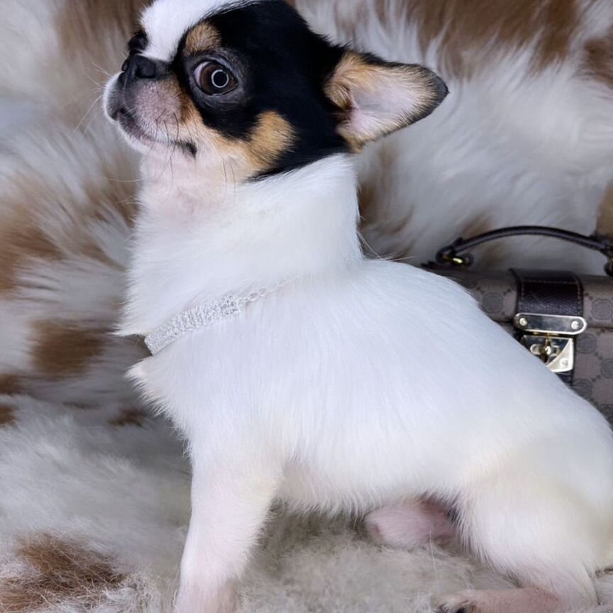 Чихуахуа Взрослый Мальчик РКФ