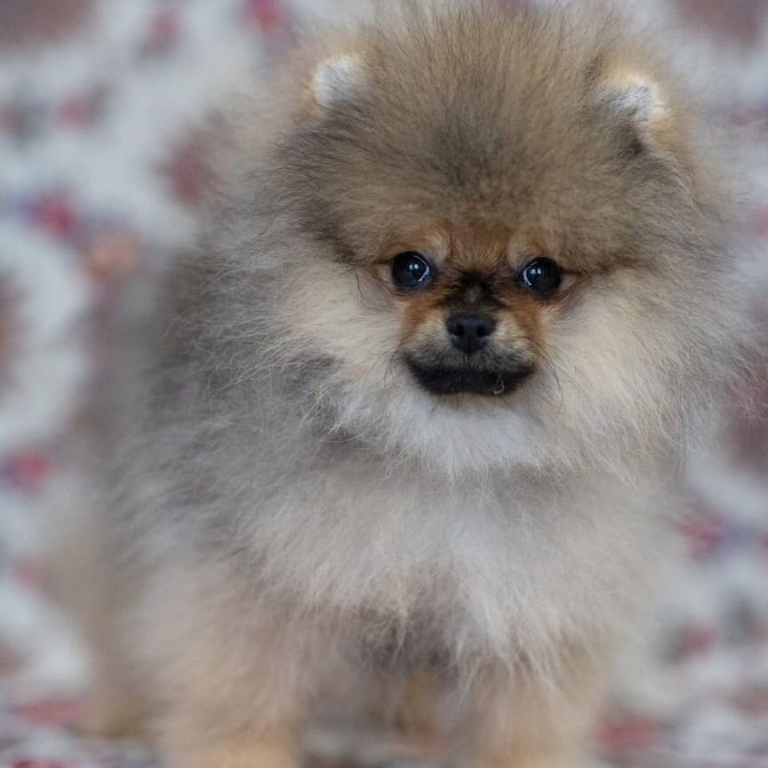 Померанский шпиц