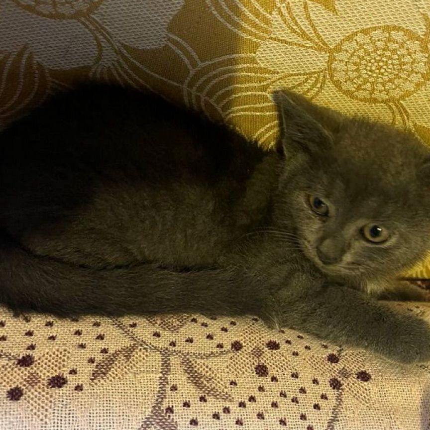 Котенок девочка в добрые руки