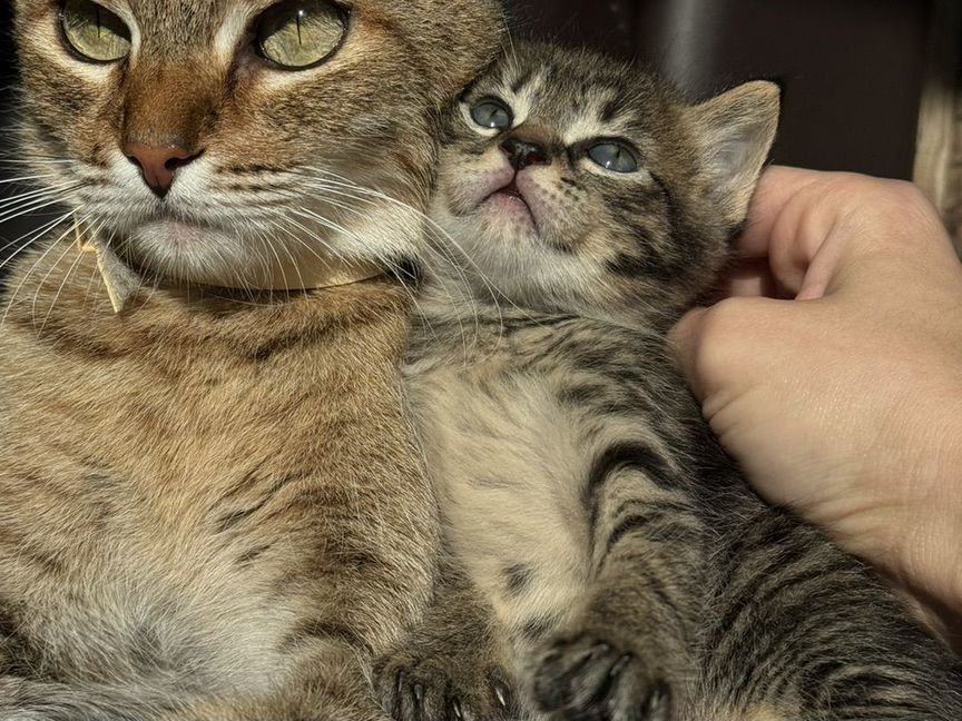 Котята в добрые руки