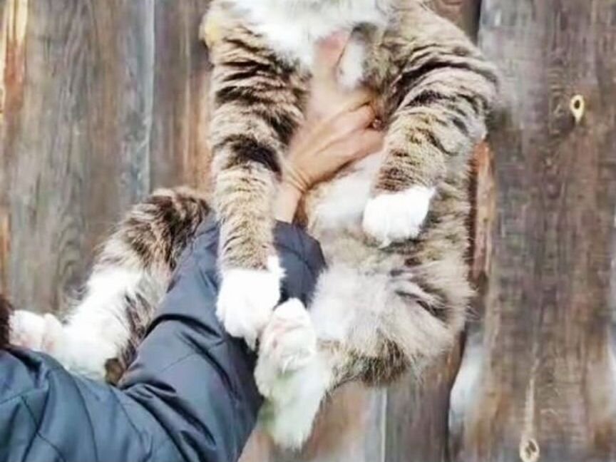 Классный котяшка