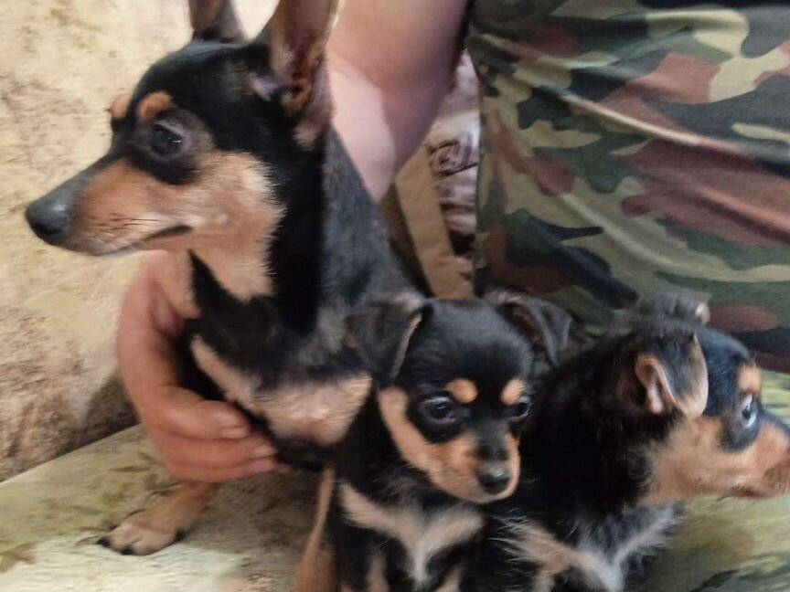 Щенки русский Той - Терьер, 2 мес., на фото мама