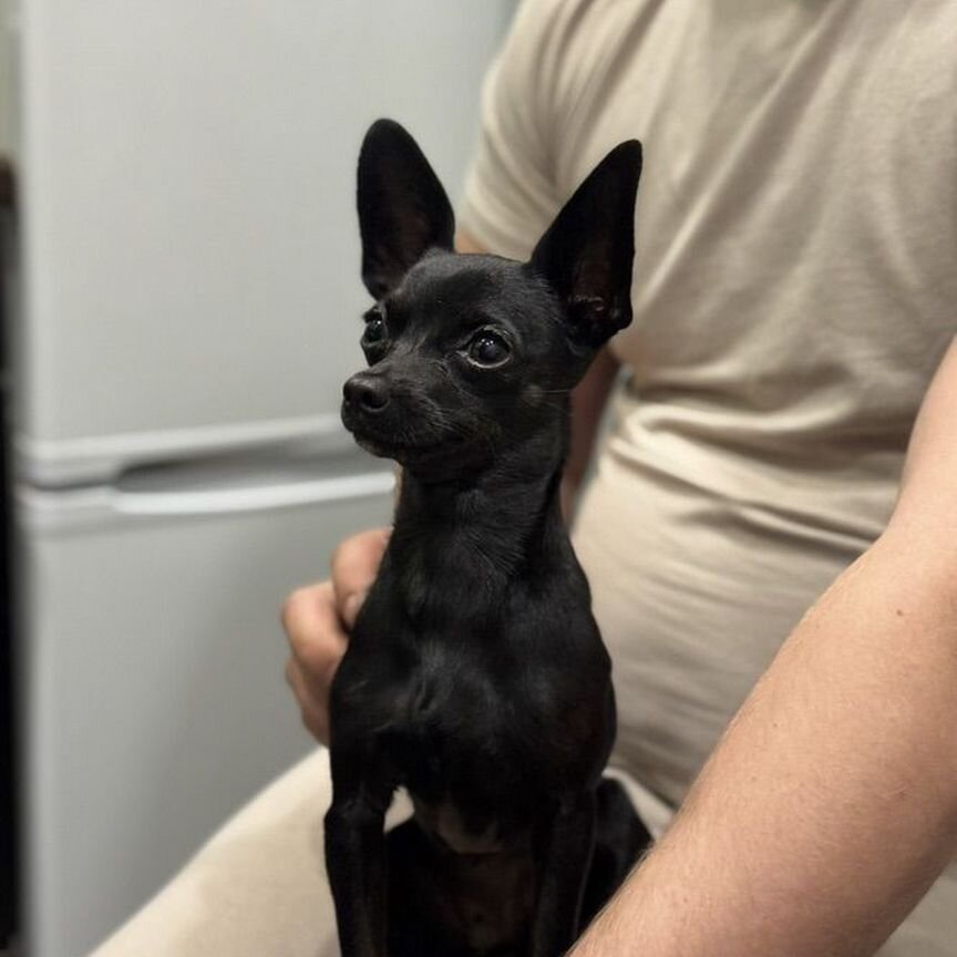 Русский той-терьер, взрослая собака