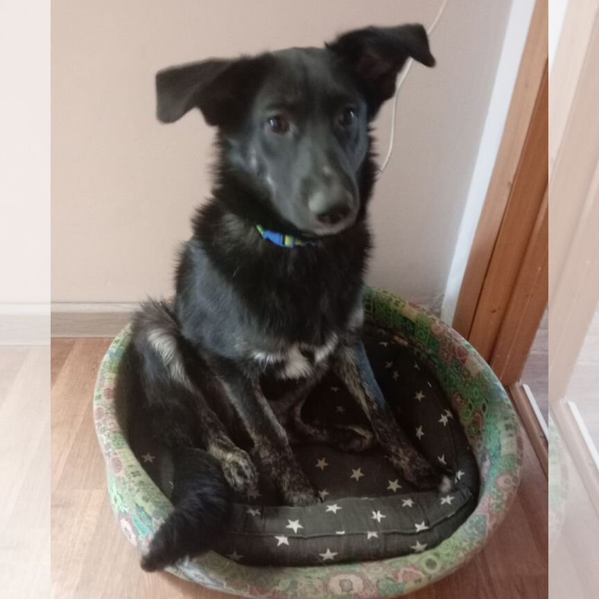 Щенок в добрые руки