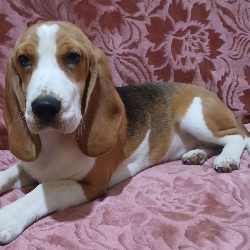 Бигль, щенок