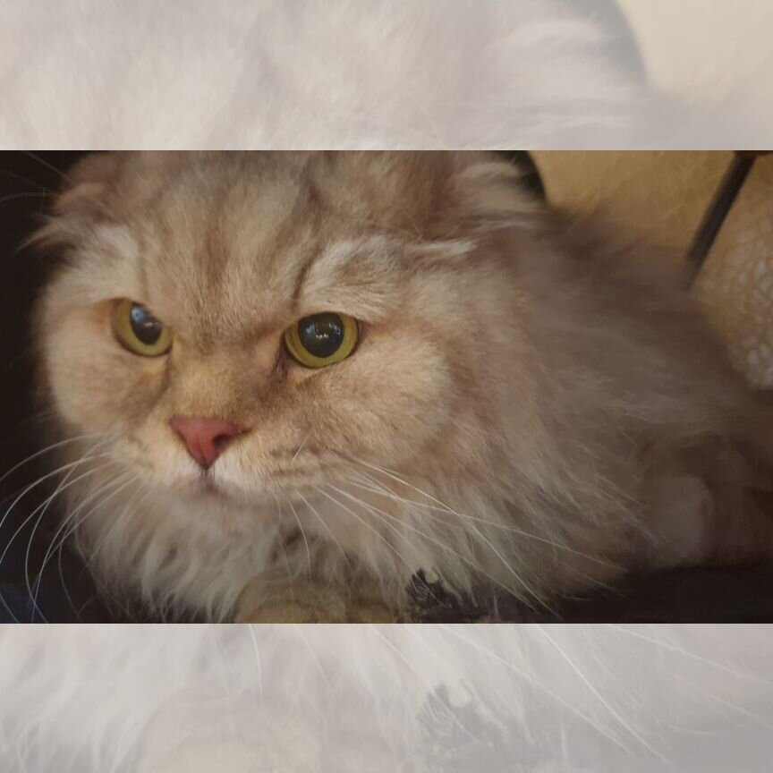 Найден кот шотландский вислоухий