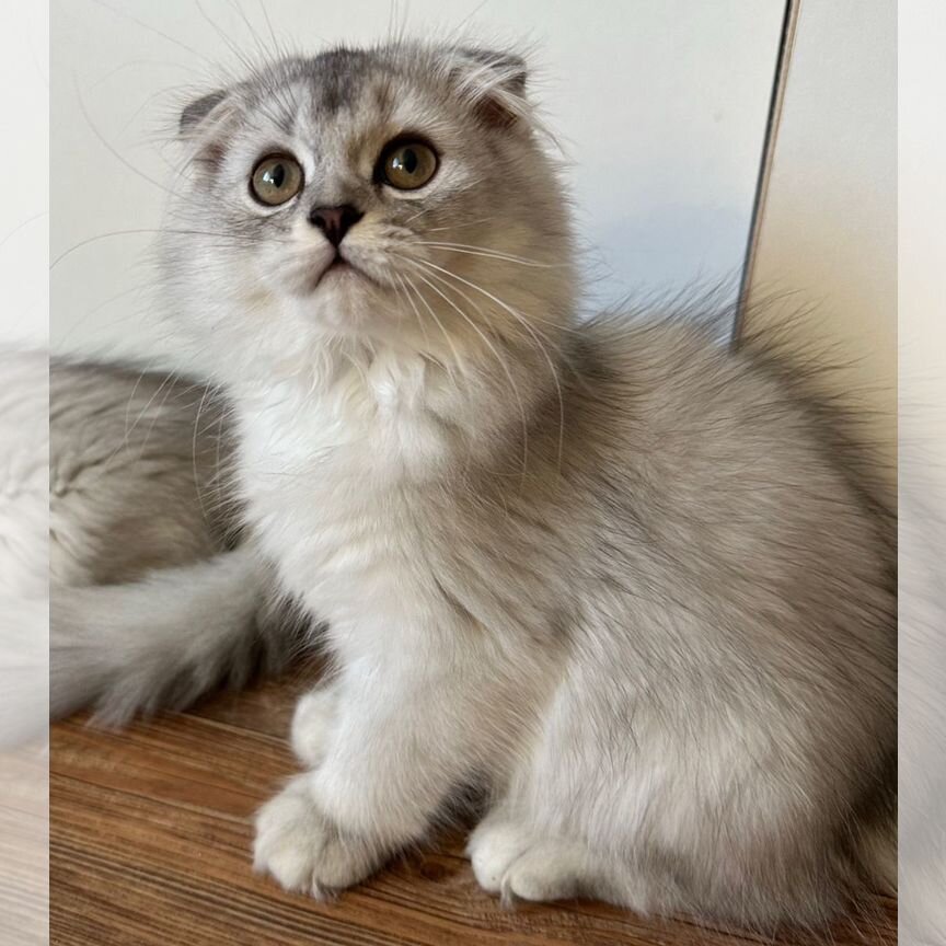 Шотладские котята шиншилла