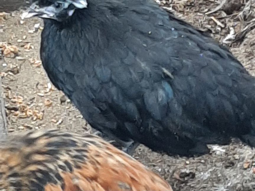 Куры разных пород