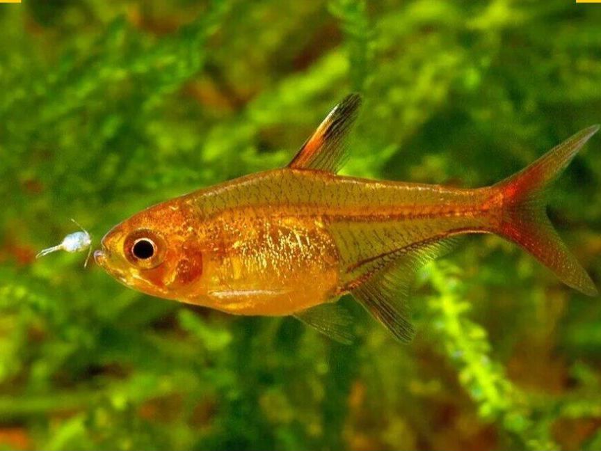 Отдам рыбку тетра амано крышку от аквариума сферы