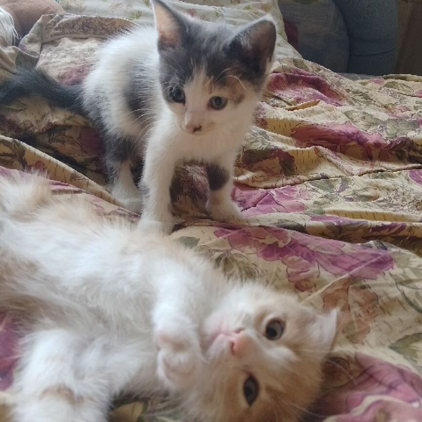 Котята отдам в добрые руки бесплатно