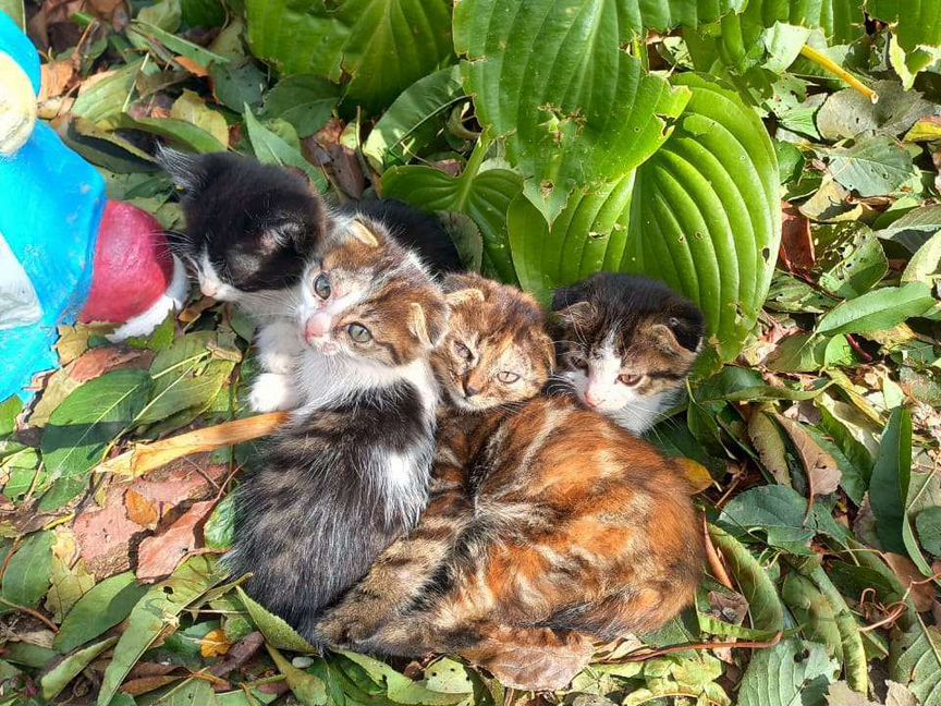 Вислоухие котята в добрые руки