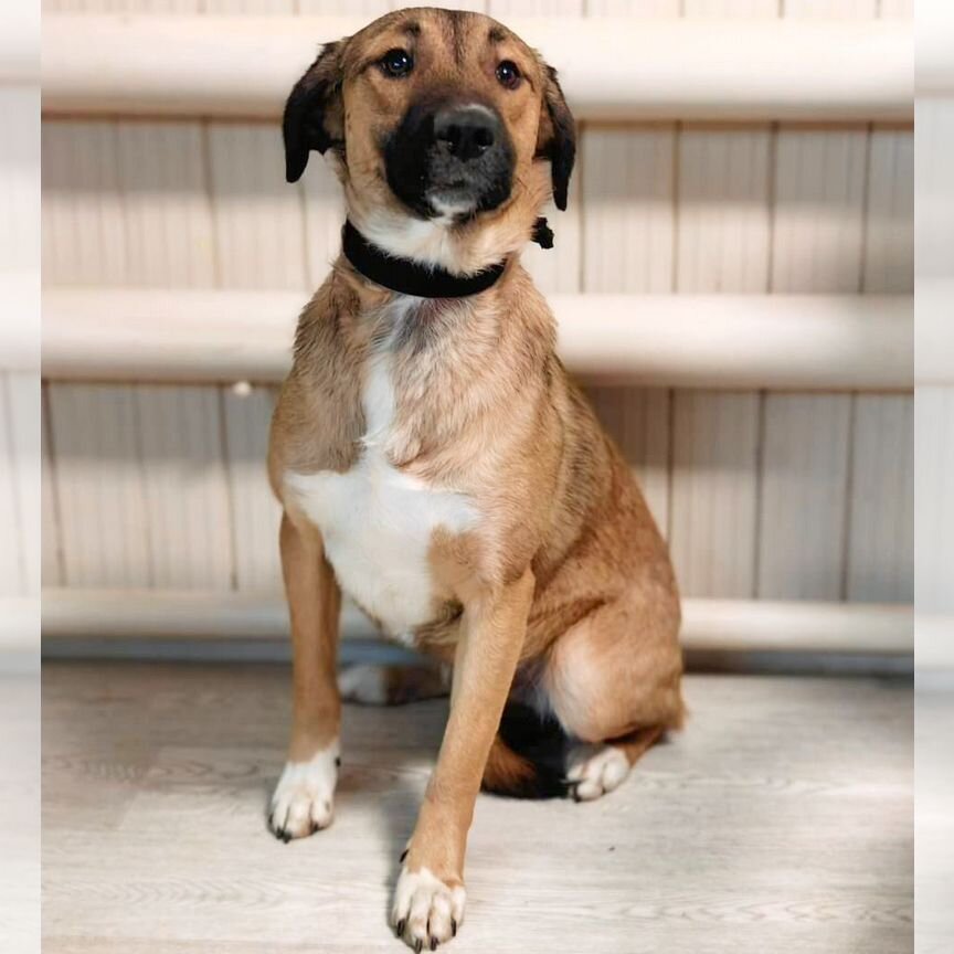 В добрые руки