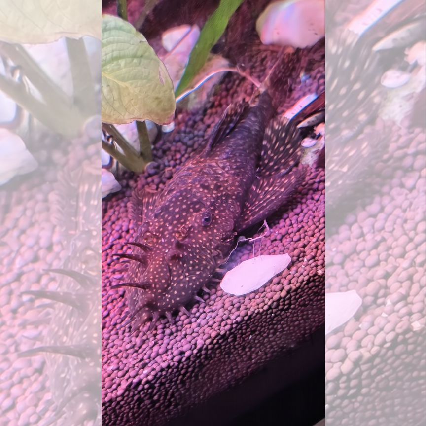 Анциструс взрослый самец