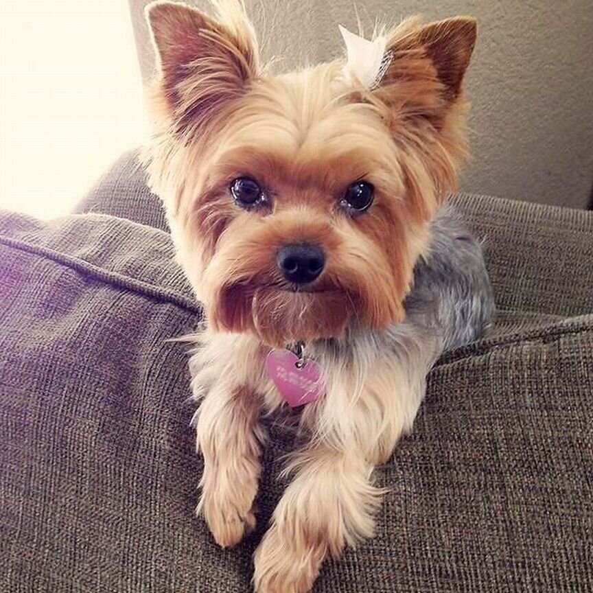 Йоркширский терьер